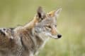 Do Coyotes Bark? Understand the 11 Common Sounds They Make - A-Z Animals