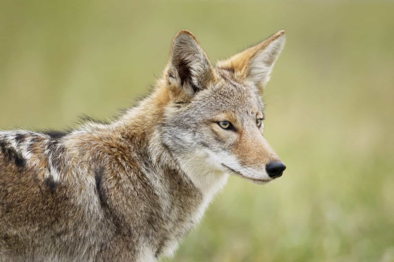 Coyote Animal Facts - Canis latrans - A-Z Animals