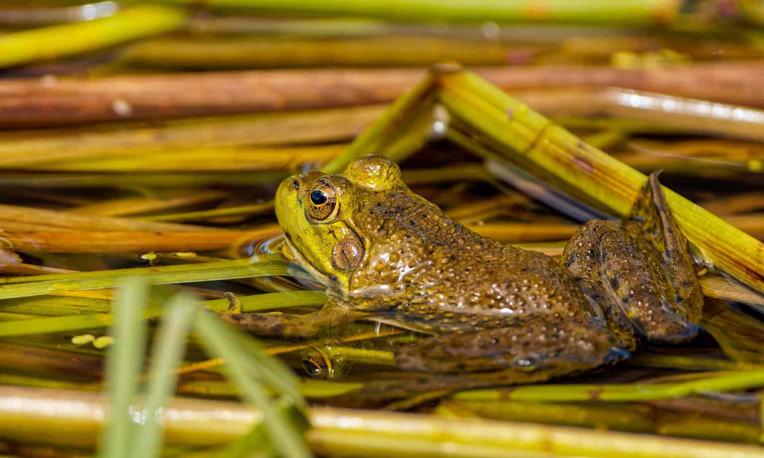 Discover 8 Types of Frogs on The Mississippi River - A-Z Animals