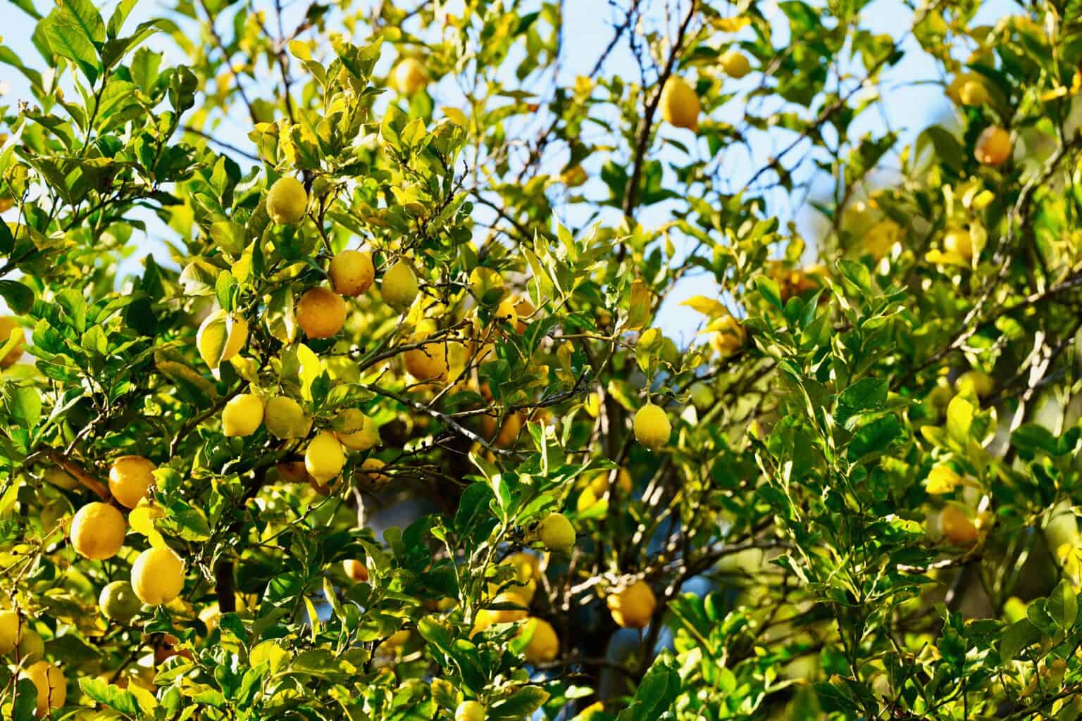 Lime Trees vs. Lemon Trees