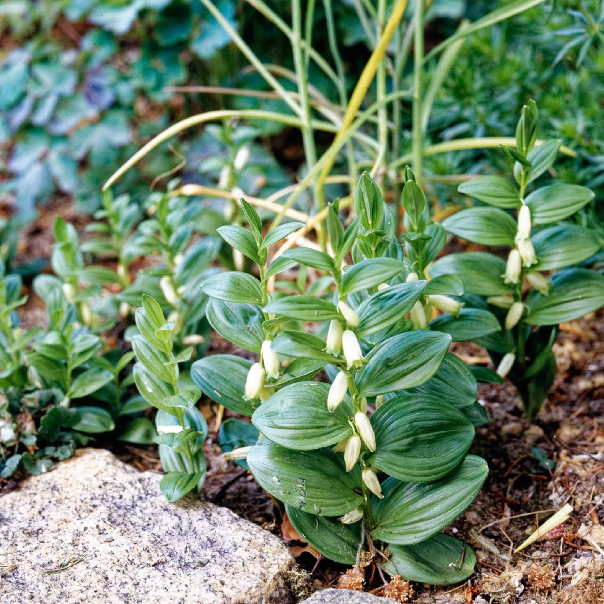 5 Ground Covers That Grow in Full Shade - A-Z Animals