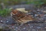 Discover All Types Of Bunting Birds - A-Z Animals