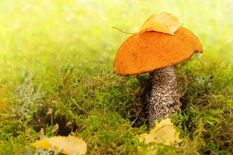 Bolete Mushrooms: A Complete Guide