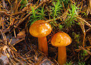 Russula Mushrooms: A Complete Guide
