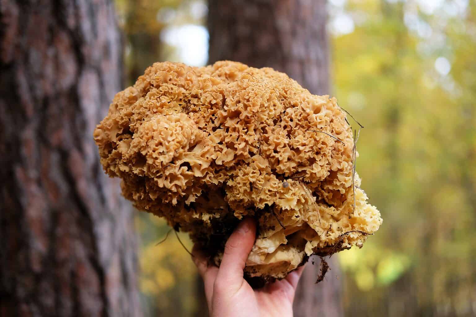 5 Mushrooms that Look Like Sponges - A-Z Animals