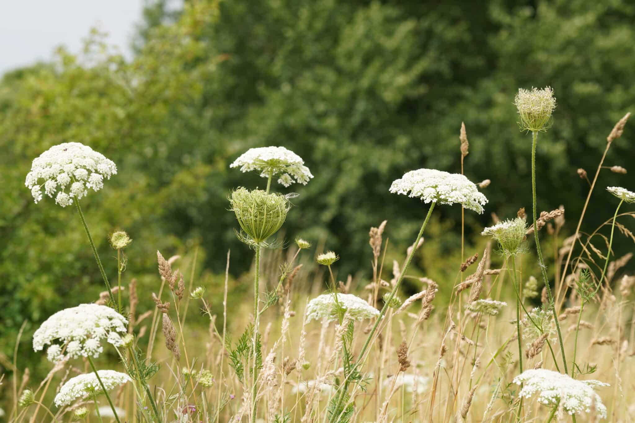 Giant Hogweed vs. Queen Anne's Lace - A-Z Animals