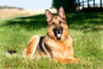 German Shepherd Progression: Growth Chart, Milestones, and Training ...