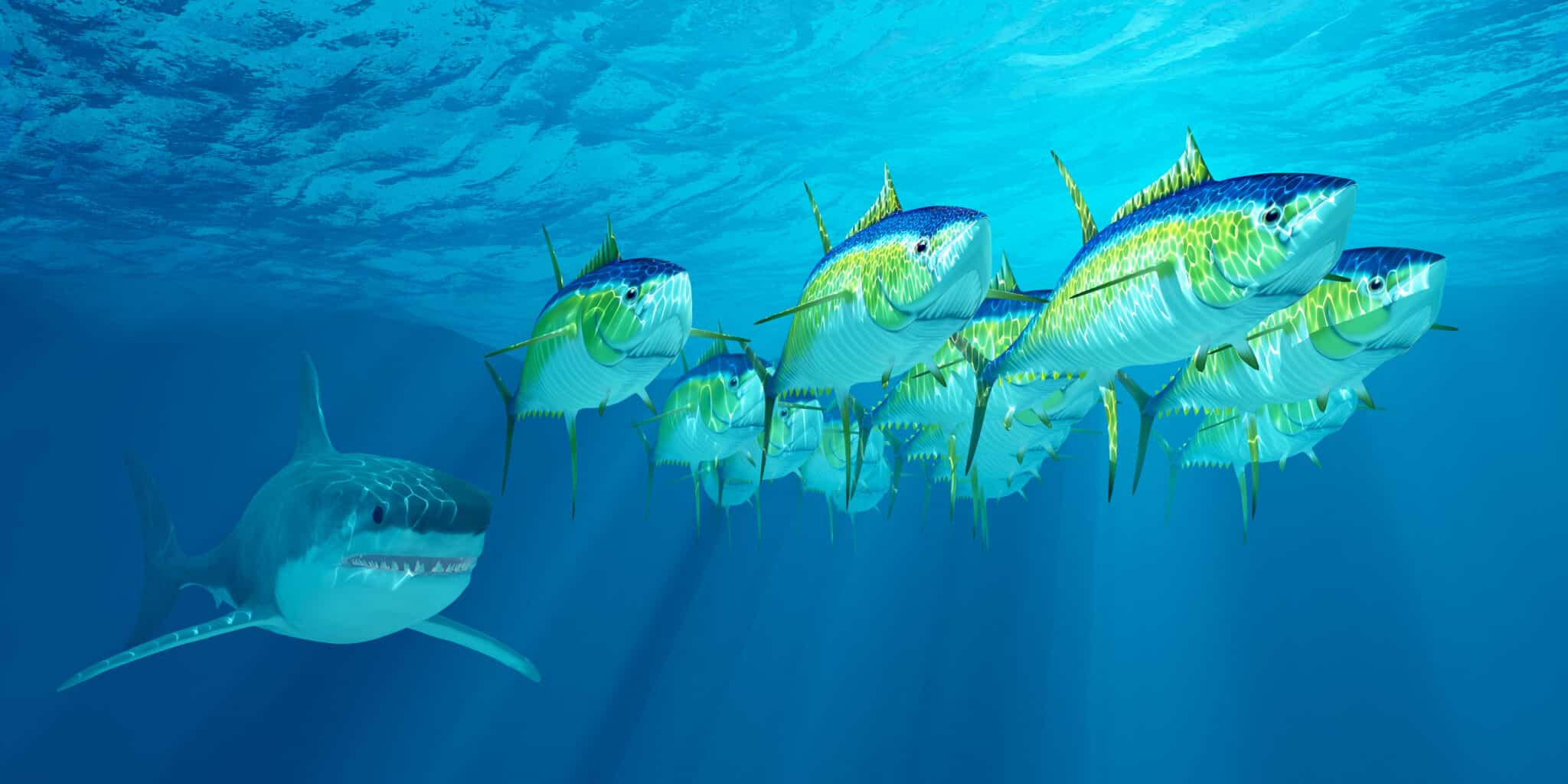 Yellowfin Tuna Fish Facts - Thunnus albacares - A-Z Animals