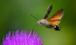 The Weirdest-Looking Moths on Earth - A-Z Animals