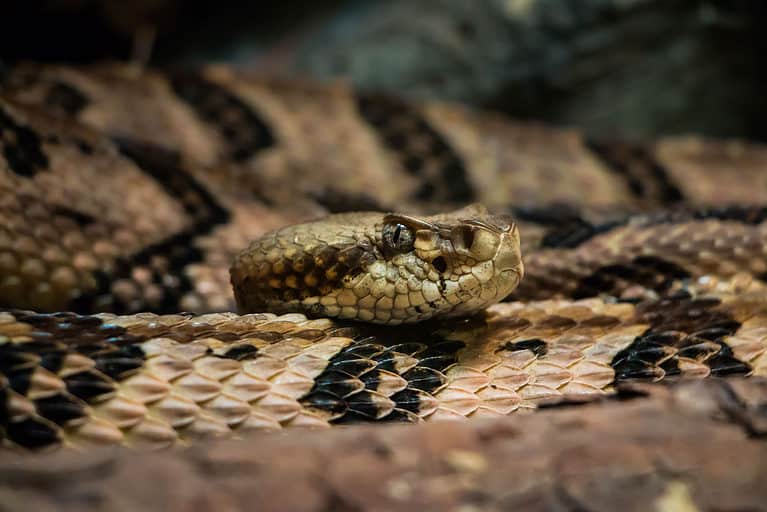 11 Brown Snakes in Tennessee - A-Z Animals