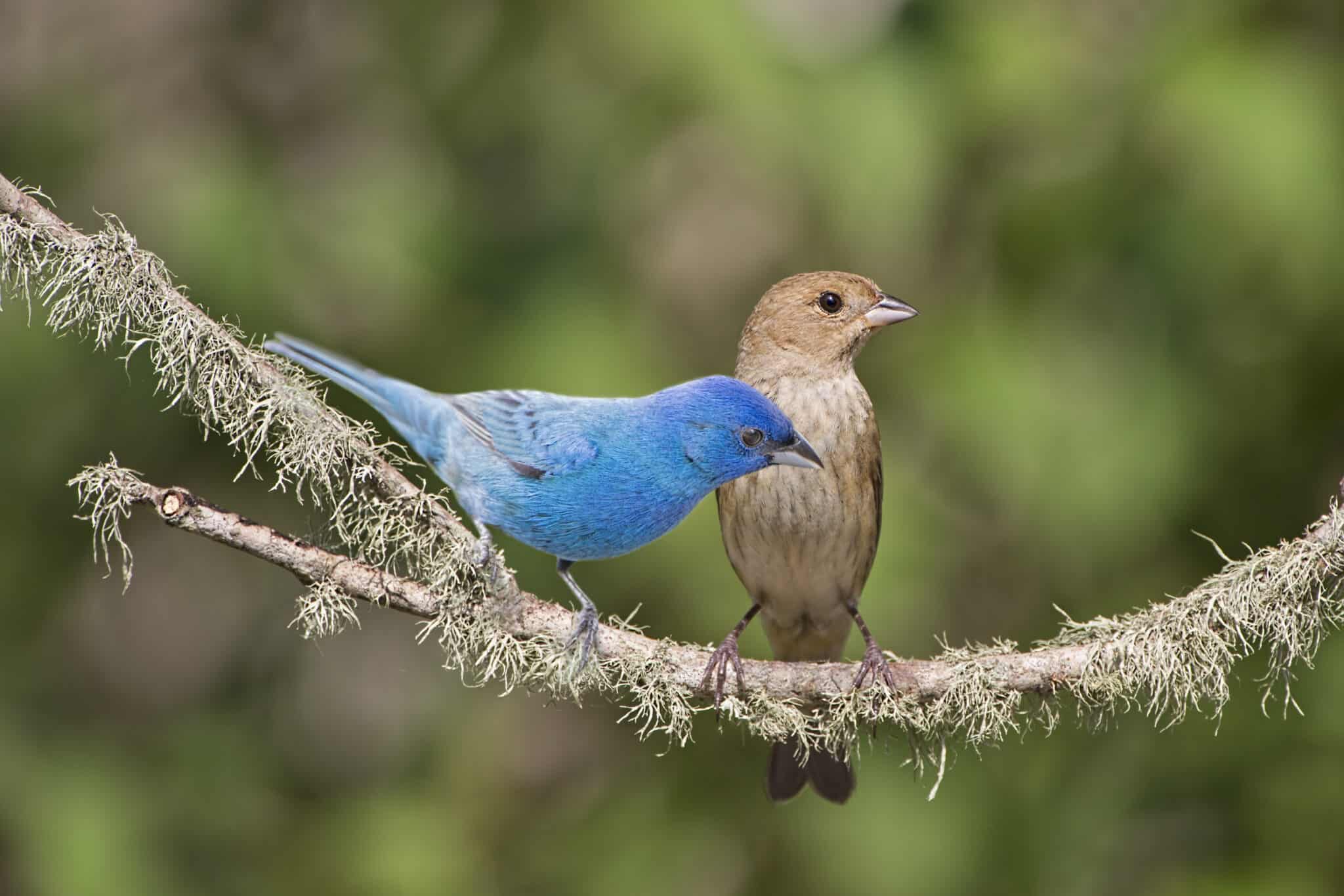 Discover 11 Blue Birds in Georgia - A-Z Animals