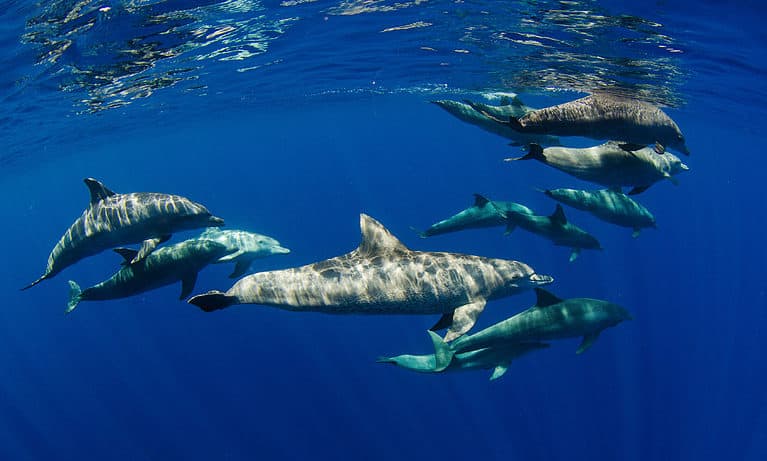 Bottlenose Dolphin Animal Facts - Tursiops Truncatus - A-Z Animals