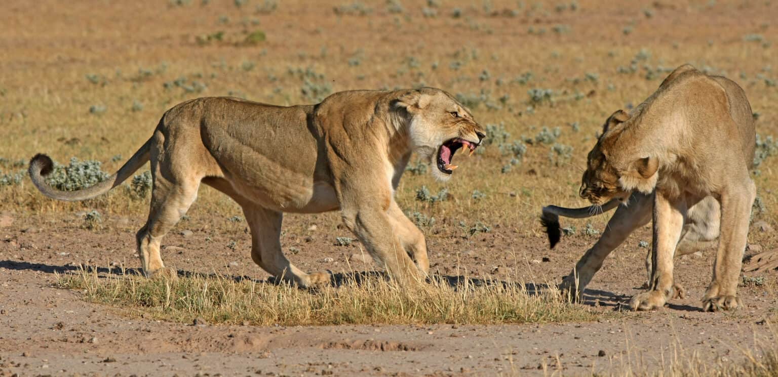 Discover the 10 Reasons Why Lions Roar - A-Z Animals