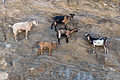 Goat Animal Facts - Capra hircus - A-Z Animals