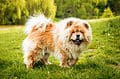 Chow Chow Lifespan: How Long Do Chow Chows Live? - A-Z Animals