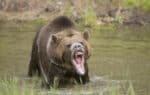 Types of Apex Predators - A-Z Animals