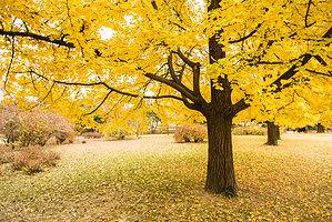 Discover the Oldest Ginkgo Tree in the World - A-Z Animals