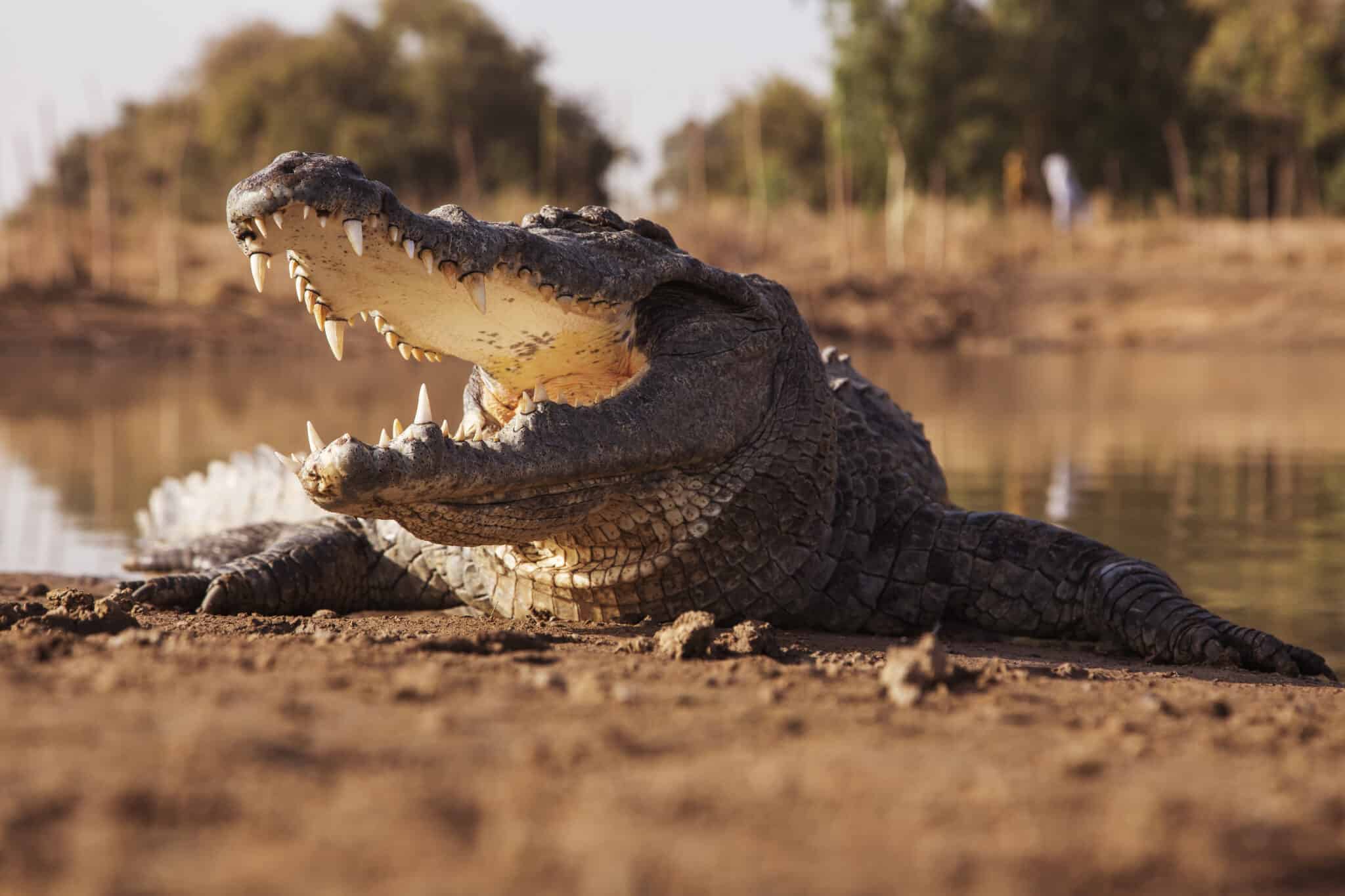 Alligators in Savannah: Are You Safe to Go in the Water? - A-Z Animals