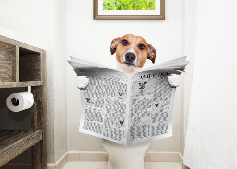 What Is Choline Chloride in Dog Food? Is It Healthy? - A-Z Animals