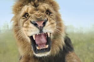 How Loud Is a Lion's Roar? See How It Compares to Other Large Cats - A ...