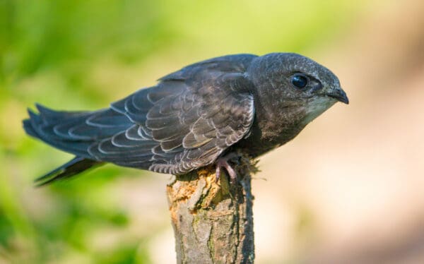 Different Types of Black Birds - A-Z Animals
