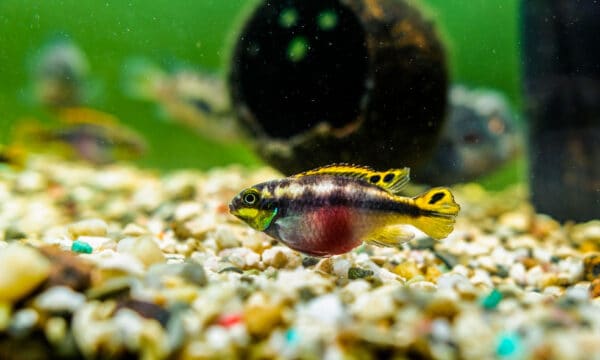 Fin-tastically Adorable! Meet the 10 Cutest Fish in the Sea - A-Z Animals