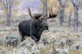 8 Sounds Moose Make (and What Each Means) - A-Z Animals