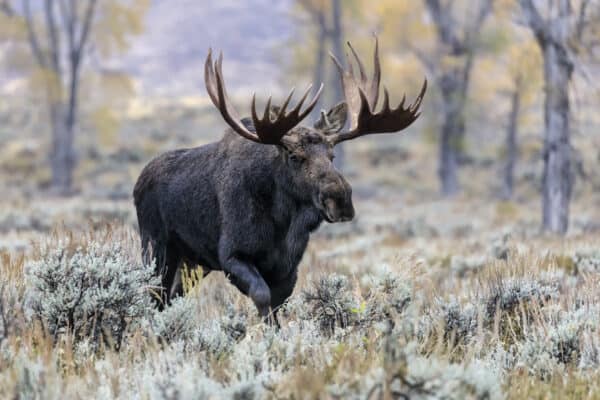 Moose Animal Facts - Alces alces - A-Z Animals