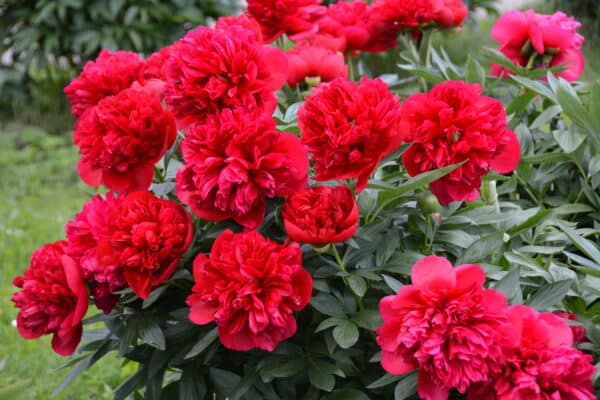 Discover the National Flower of Romania: The Peony - A-Z Animals