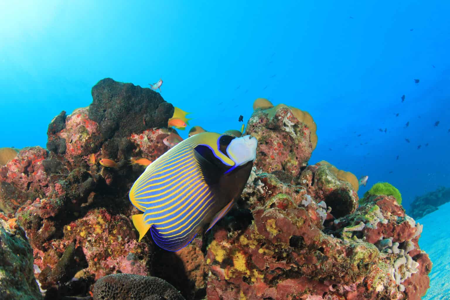 Emperor Angelfish Fish Facts - P. imperator - A-Z Animals
