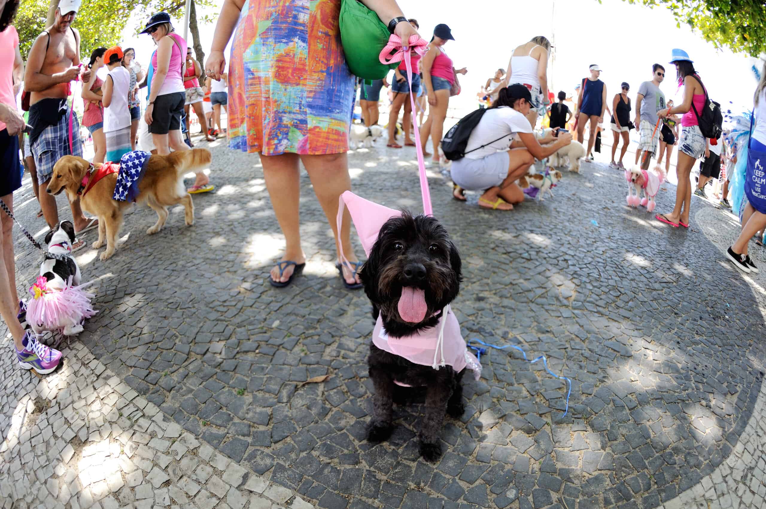The 6 Best Pet-Friendly Events in San Jose - A-Z Animals