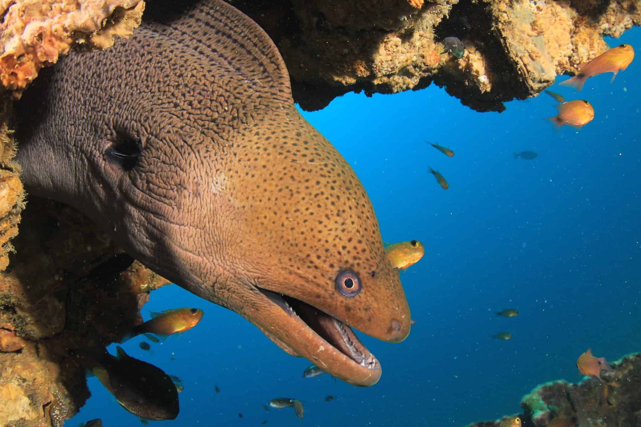 Moray Eel Fish Facts - A-Z Animals