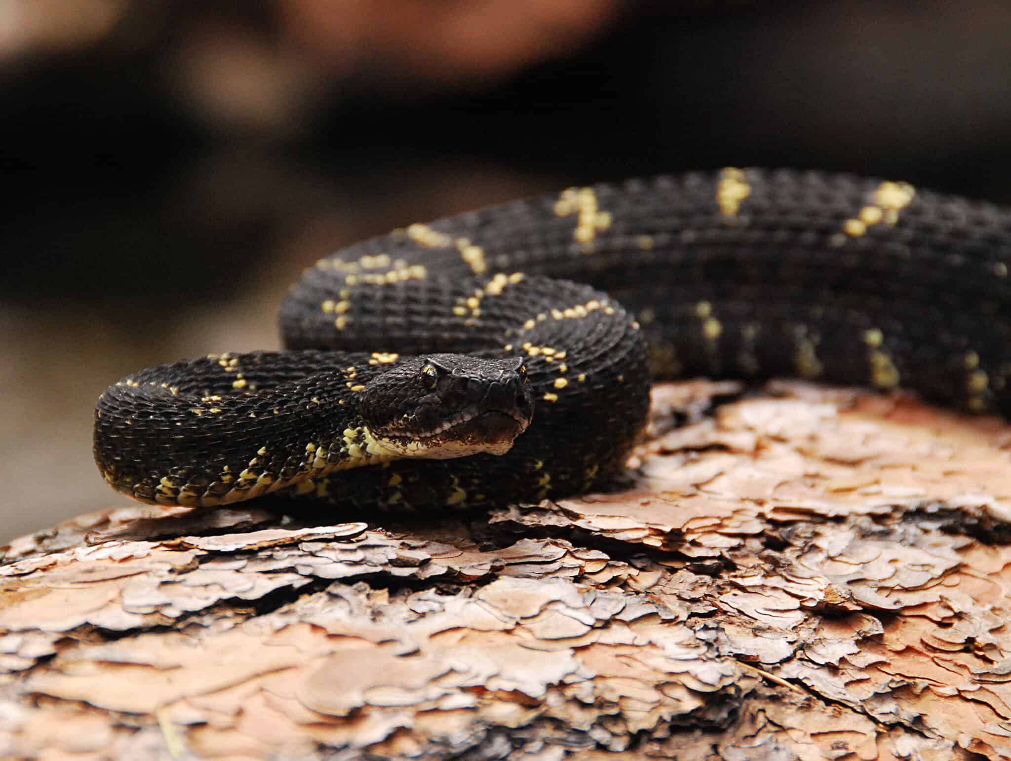 Discover the 10 Weirdest Snakes Found in the U.S. - A-Z Animals