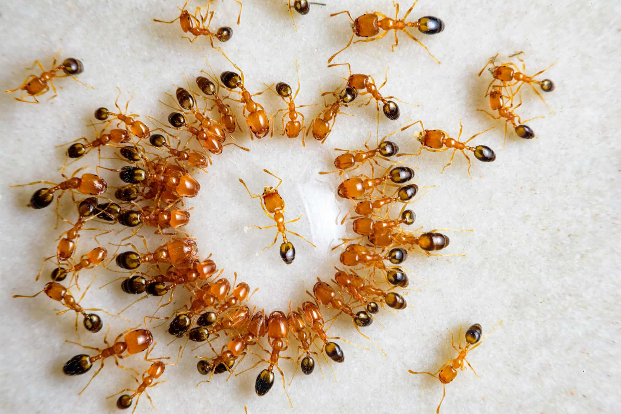 What is The 'Ant Death Spiral', and Why Do They Do It? - A-Z Animals