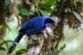 Beautiful Types Of Jay Birds - A-Z Animals