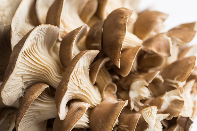 Discover 10+ Different Types of Wild, Edible Mushrooms - A-Z Animals