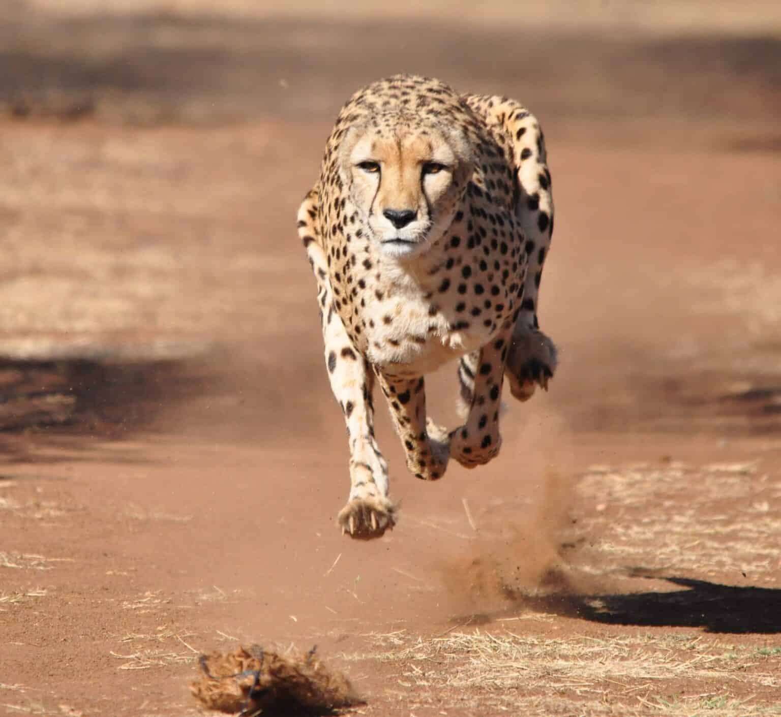 Discover How Long Cheetahs Can Run at Top Speed - A-Z Animals