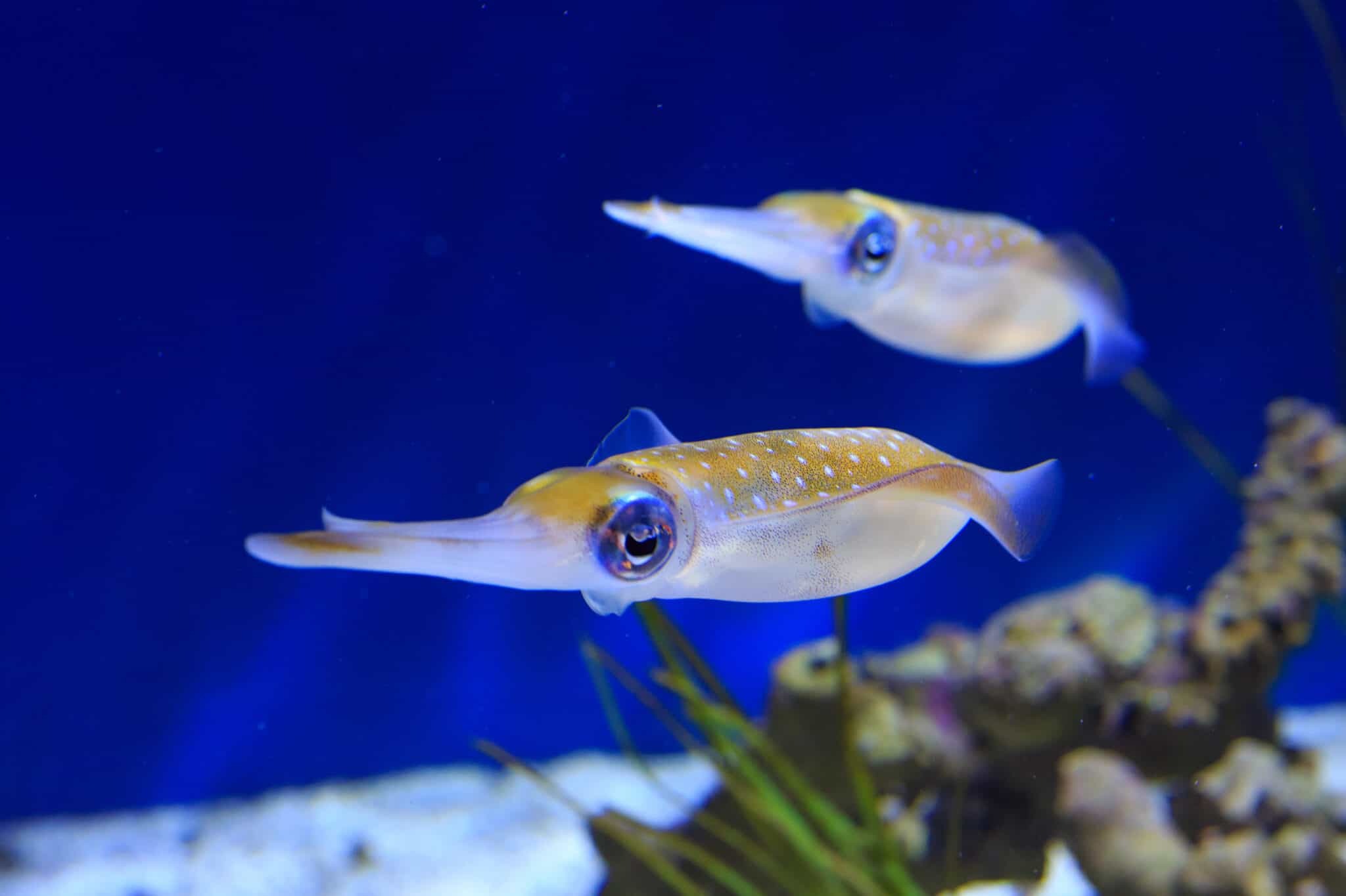 Bigfin Reef Squid Fish Facts - Sepioteuthis lessoniana - A-Z Animals