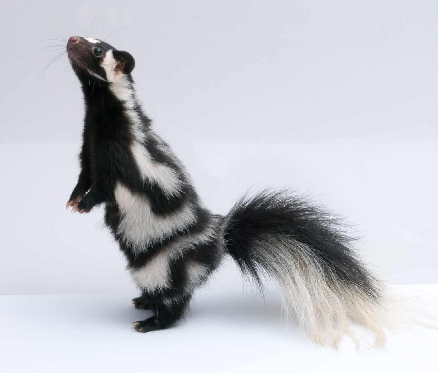 10 Key Facts About Skunks - A-Z Animals