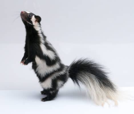 Spotted Skunk Animal Facts - Spilogale - A-Z Animals