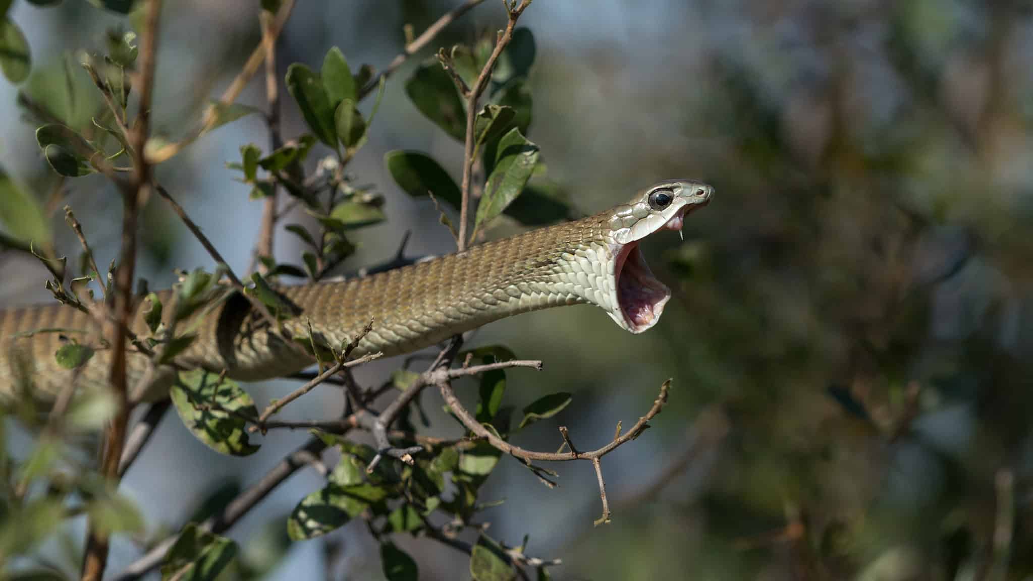 Boomslang Animal Facts - Dispholidus typus - A-Z Animals