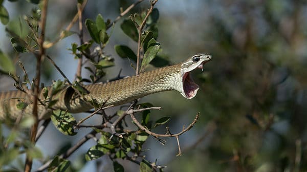 Boomslang Animal Facts - Dispholidus typus - A-Z Animals