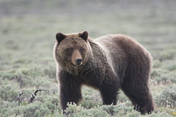 Discover the 11 Heaviest Animals Still Roaming Wild in the U.S. - A-Z ...