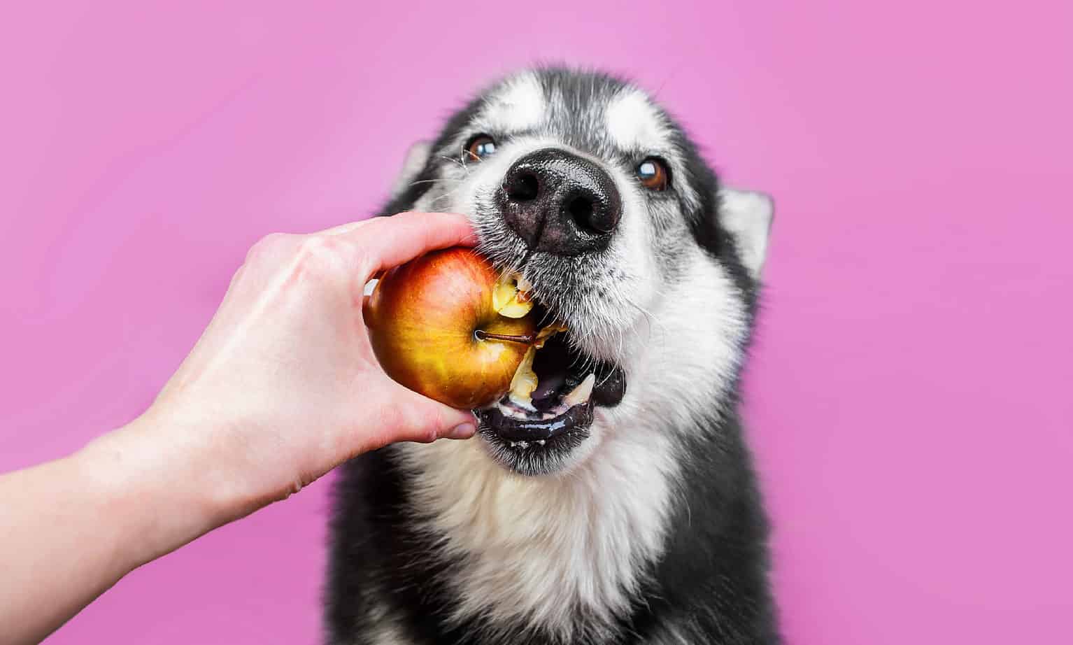 13 Human Foods That Are Good for Your Dog - A-Z Animals
