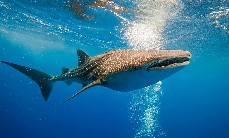 How Smart Are Sharks? Everything We Know About Their Intelligence - A-Z ...