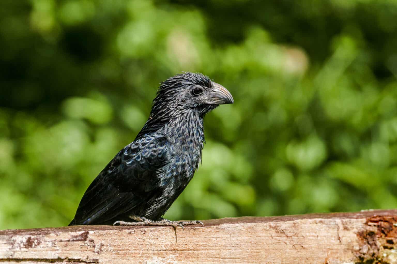 Different Types of Black Birds - A-Z Animals