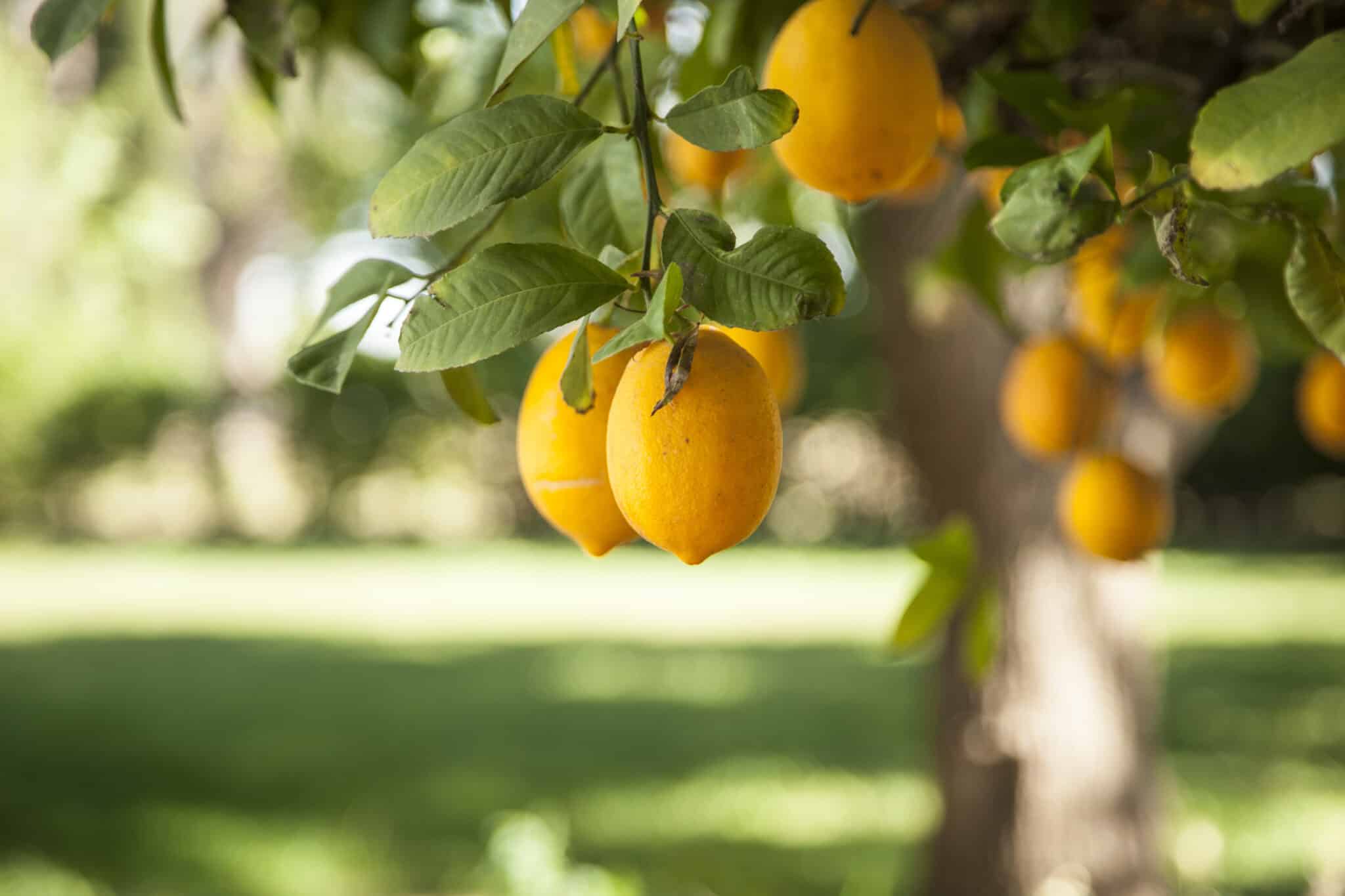 Can Lemon Trees Survive Winter? 7 Tips for Keeping Them Alive - A-Z Animals