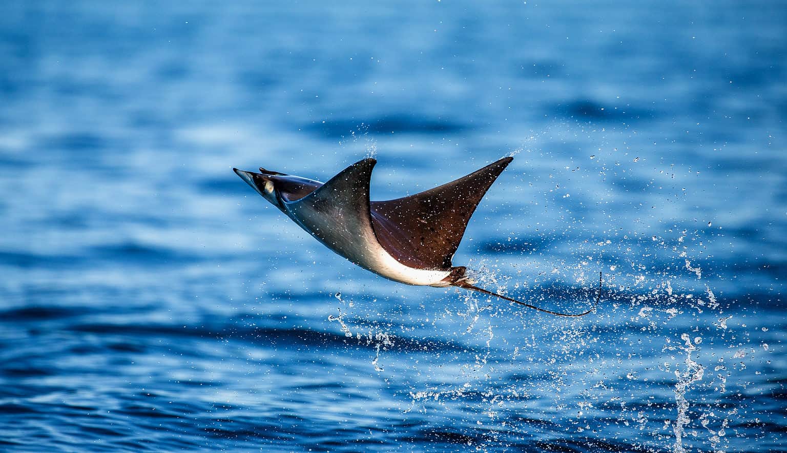 Why are These Mobula Rays Jumping Out of the Ocean? - A-Z Animals