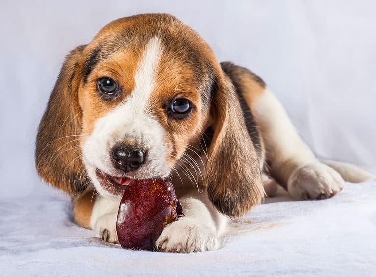 Pocket Beagle Dog Breed Complete Guide - A-Z Animals