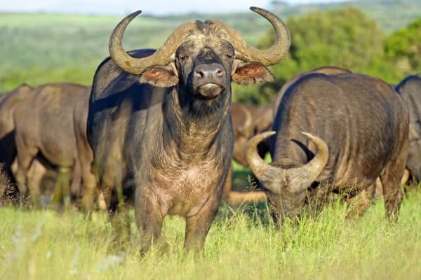 What Do Buffalo Eat? - A-Z Animals